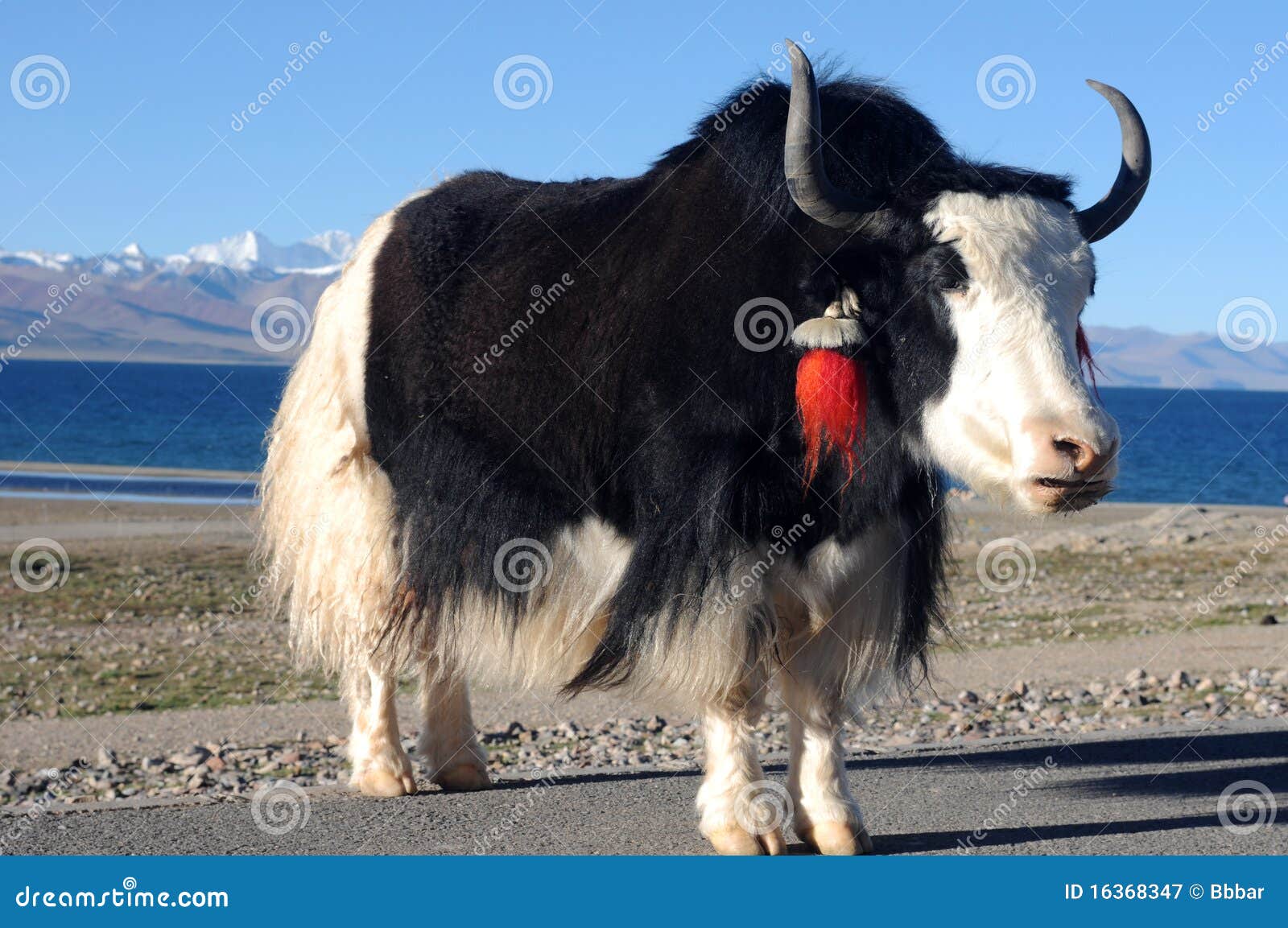 Yak in Tibet stock image. Image of farm, couple, lake - 16368347
