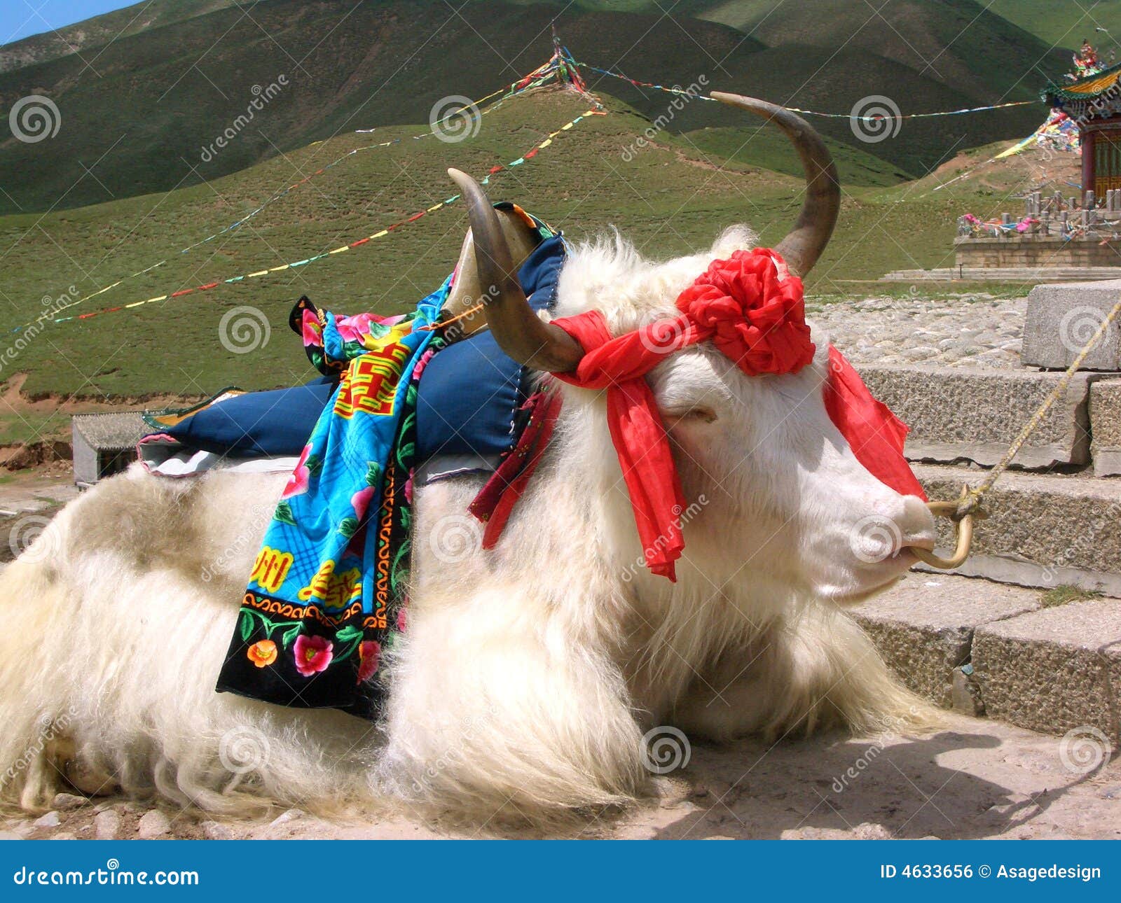 Yak tibetani fotografia stock. Immagine di nomadi, coltura - 4633656