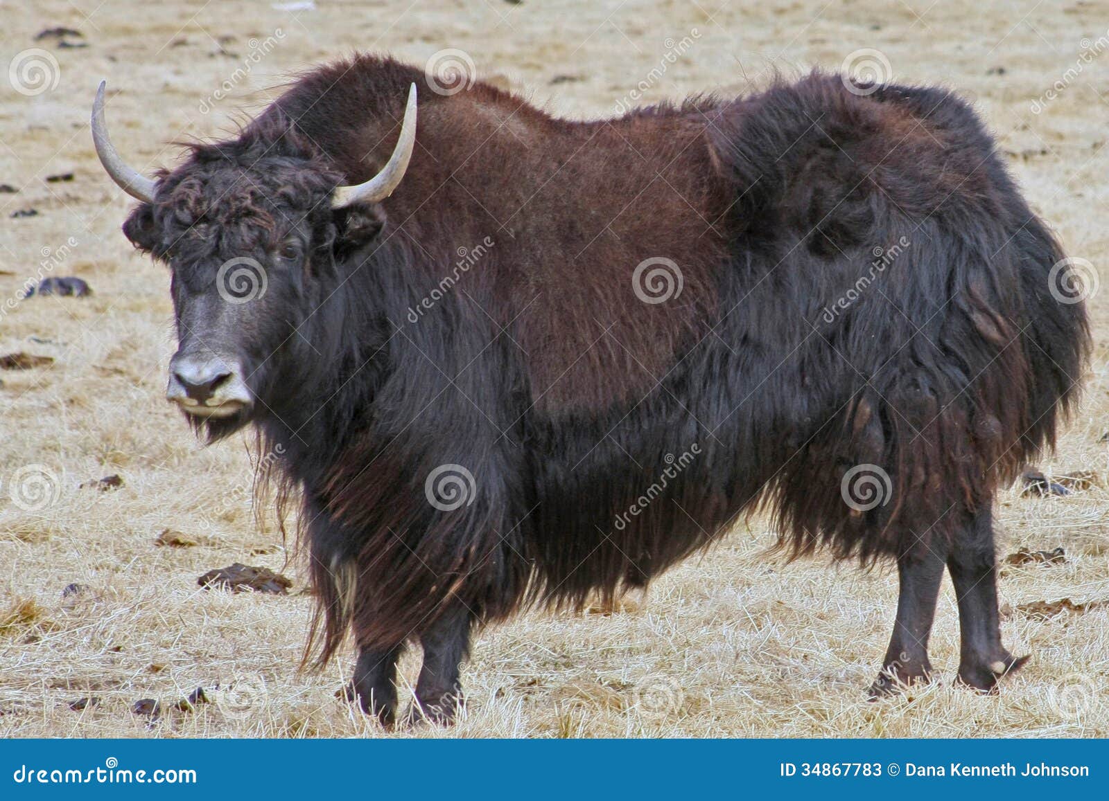 Yak tibetani imperiali immagine stock. Immagine di toro - 34867783