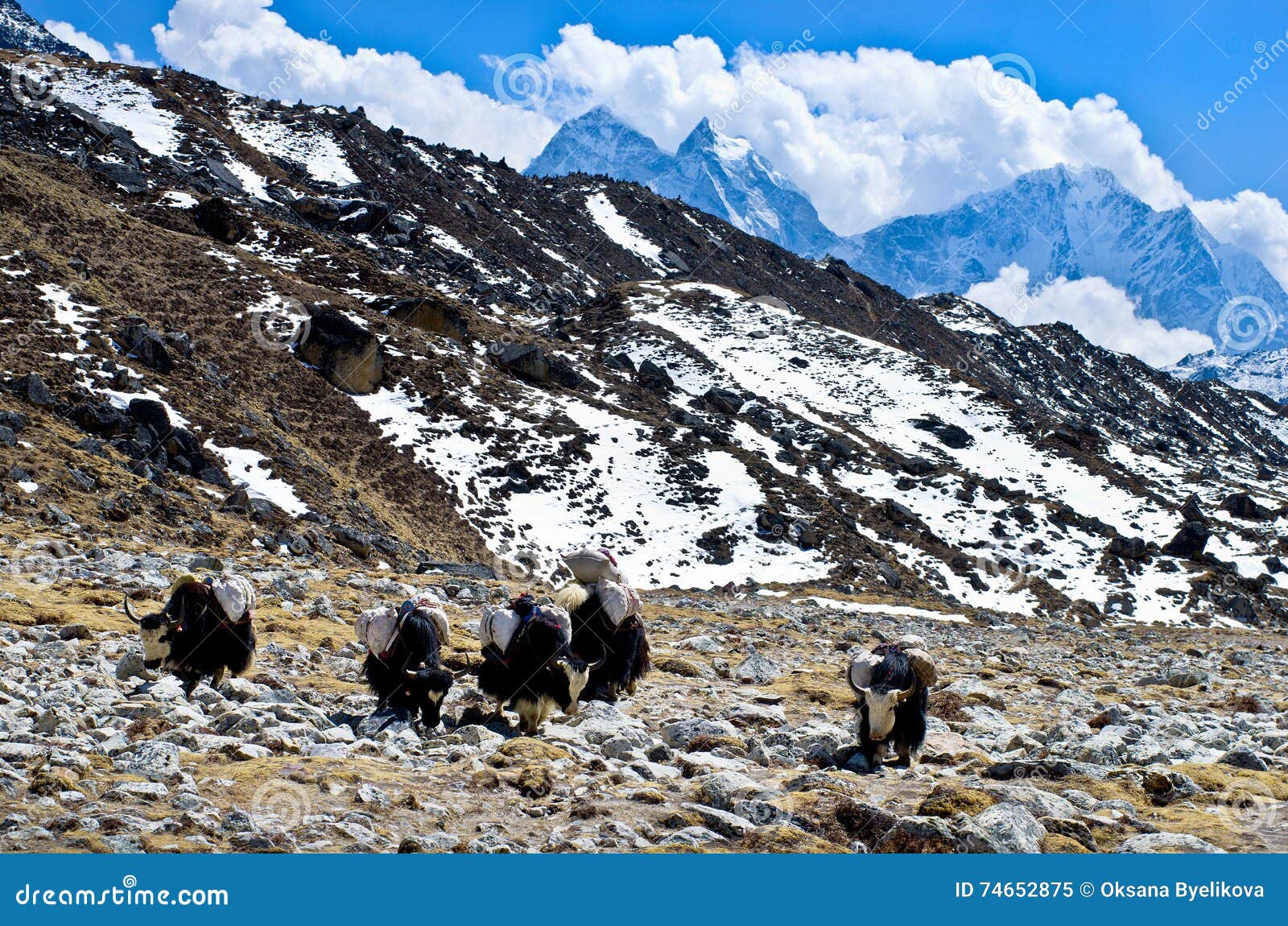 Yak on the Trail Near Everest Base Camp, Nepal Stock Image - Image of ...