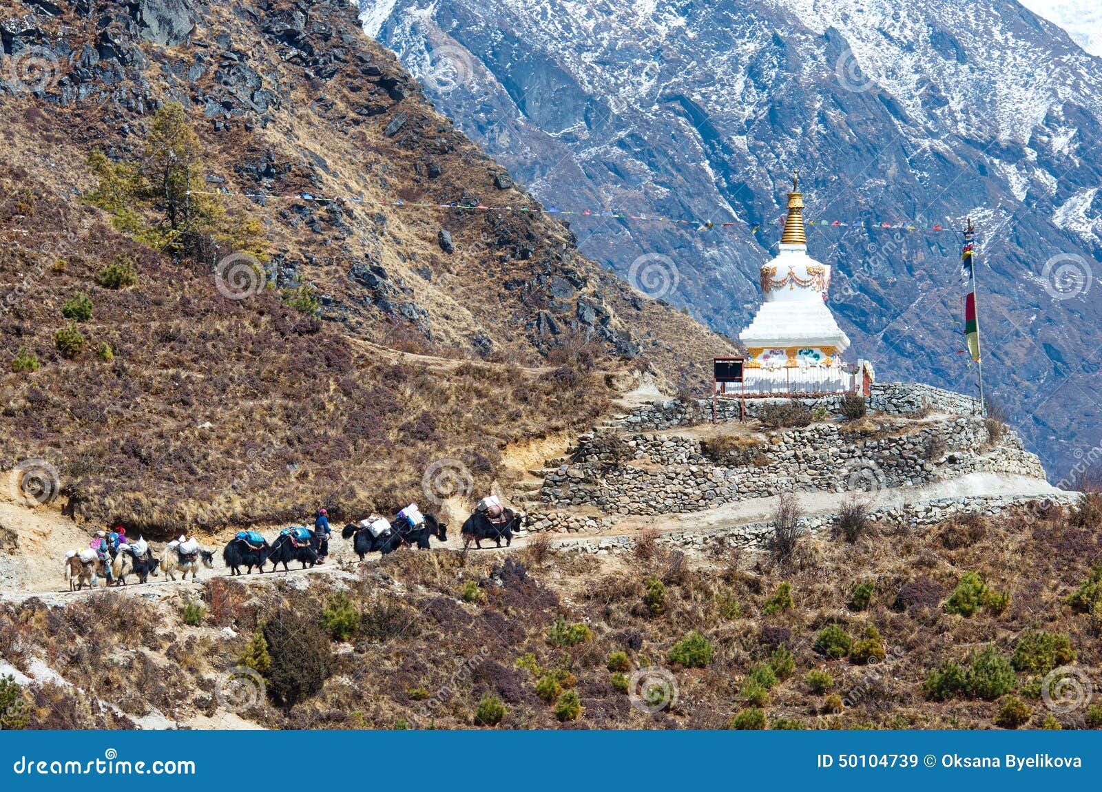 Yak on the trail in Nepal stock image. Image of herder - 50104739