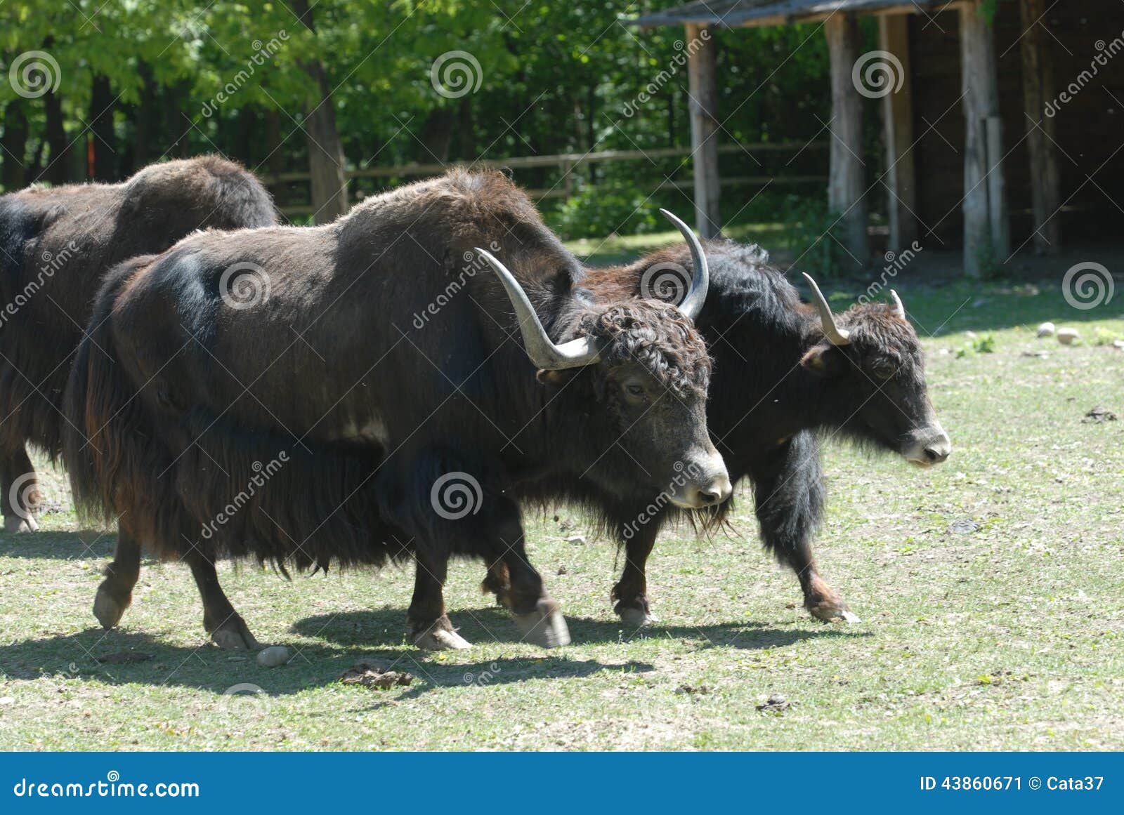 Yak stock image. Image of adult, grassland, grass, nature - 43860671