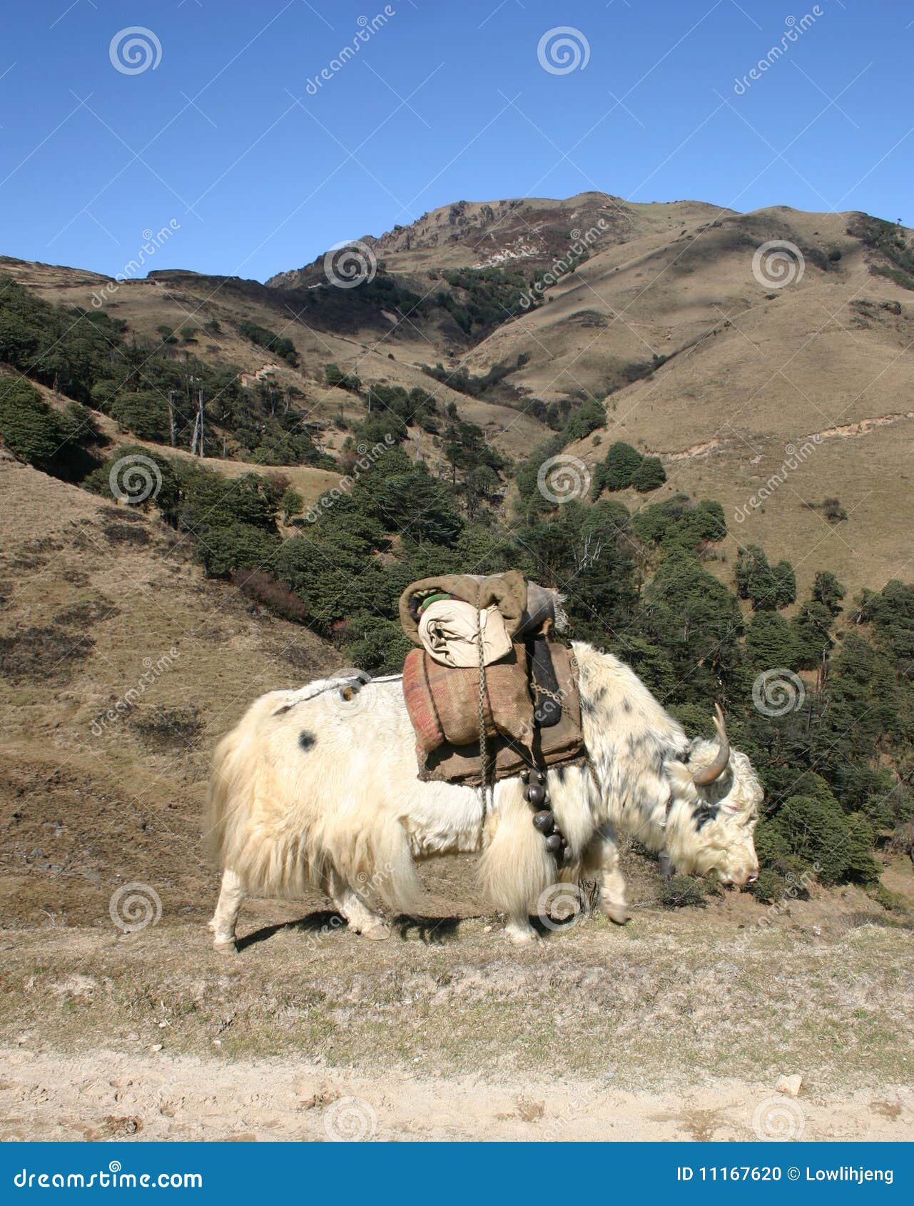 Yak Walking Along a Himalayan Trail Stock Photo - Image of baggage ...