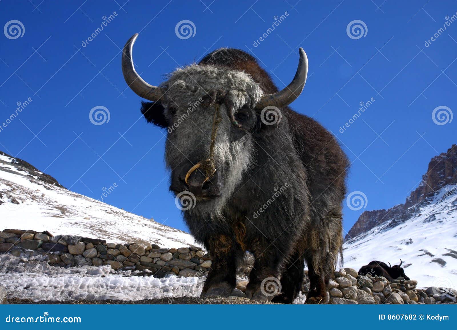 Yak in winter himalayas stock photo. Image of hair, himalaya - 8607682