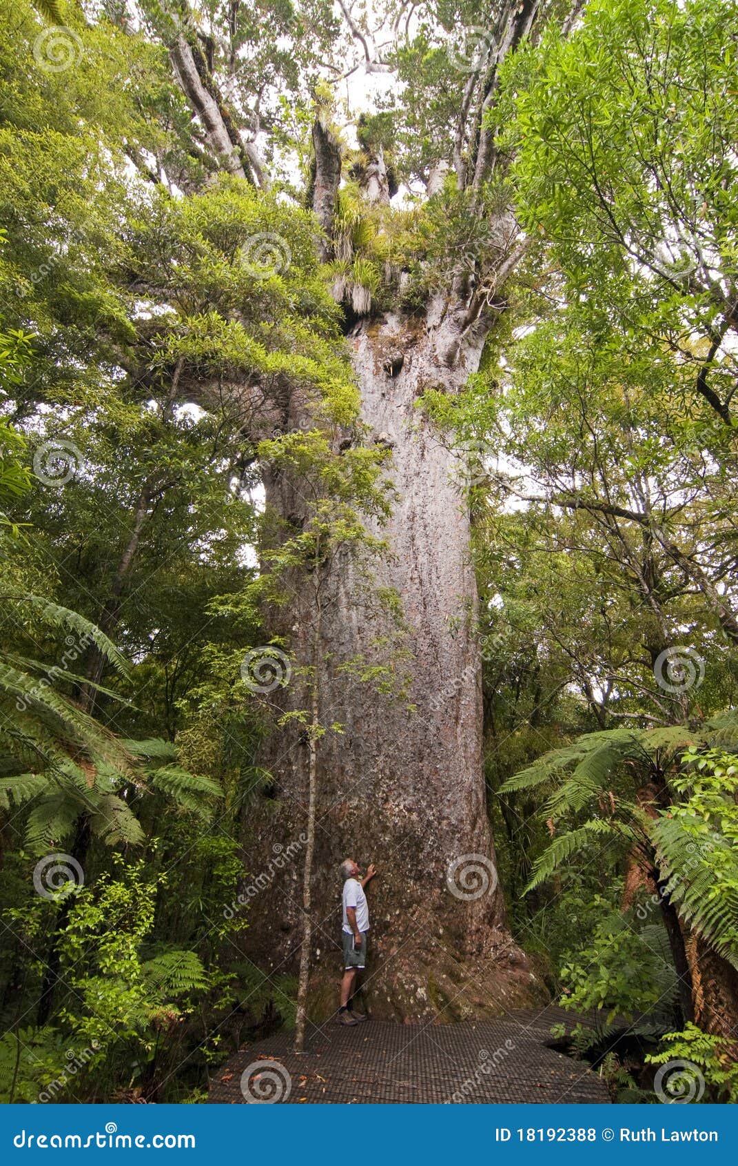 Yakas - großer Kauri-Baum stockfoto. Bild von seeland - 18192388