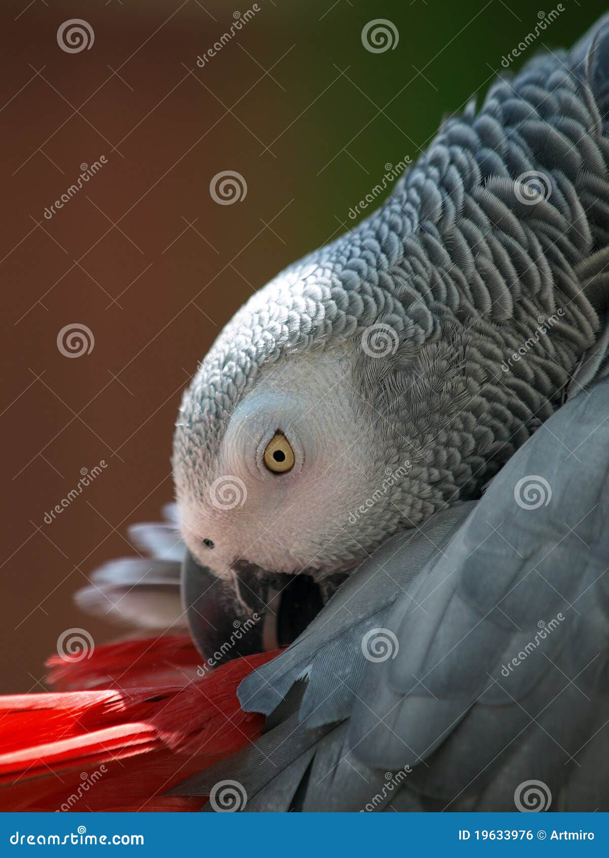 Yaki stock photo. Image of nature, domestic, parrot, attentive - 19633976