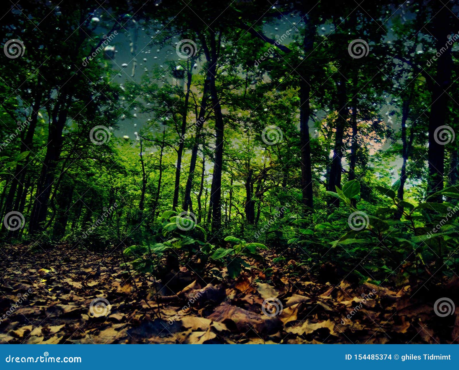 Yakouren Forest Stock Photos - Free & Royalty-Free Stock Photos from ...