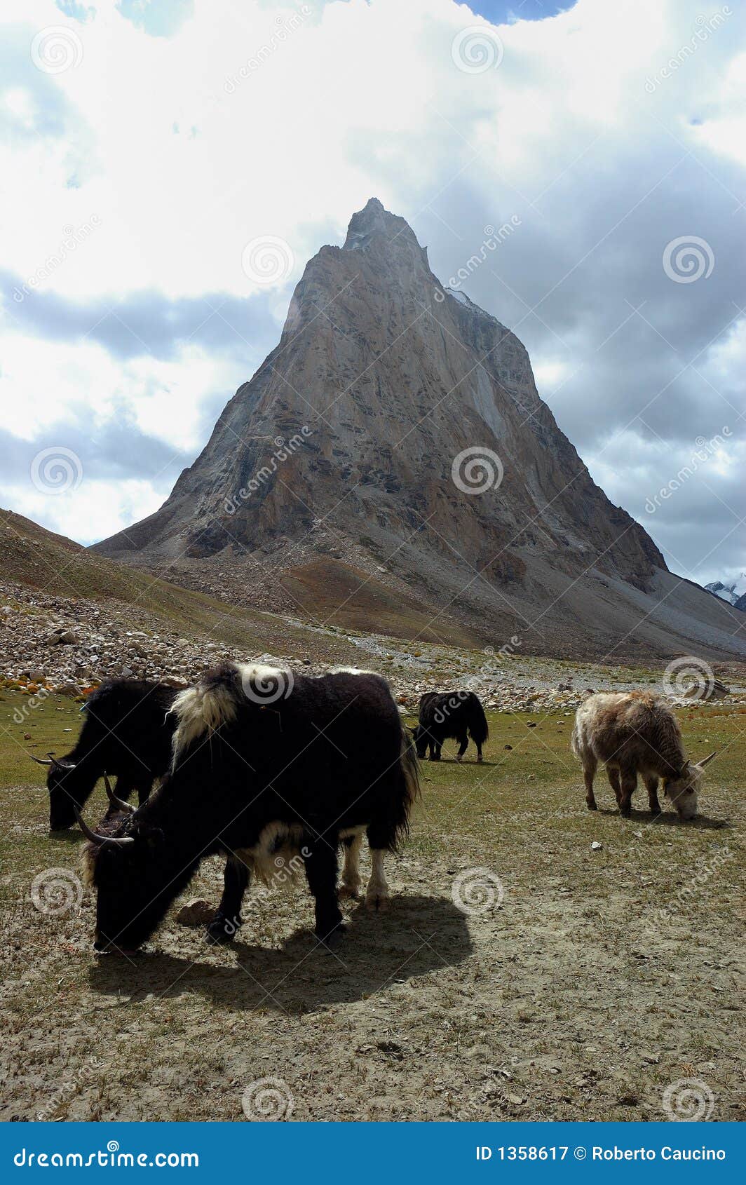 Yaks stock image. Image of trekking, yaks, buddhist, mountain - 1358617