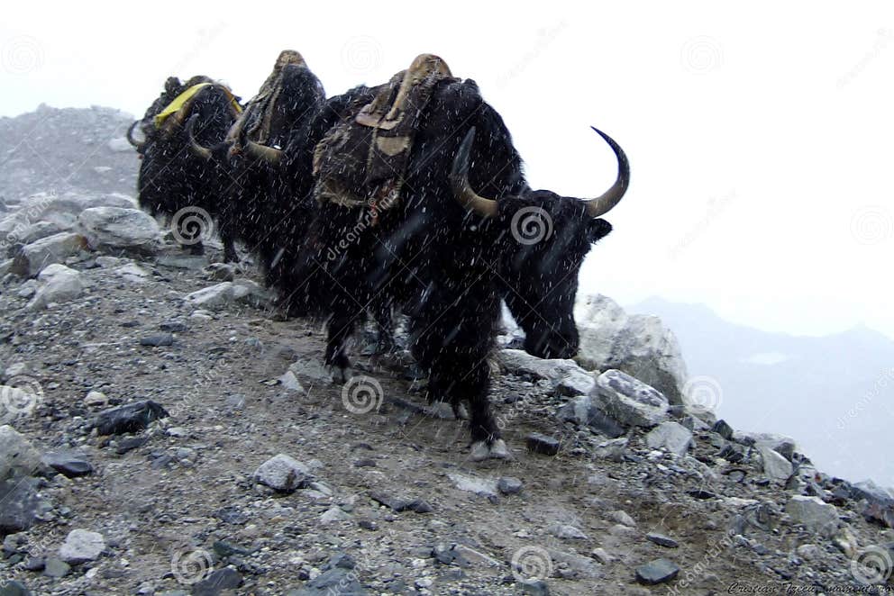 Yaks stock image. Image of courage, fall, frozen, cloud - 17682617