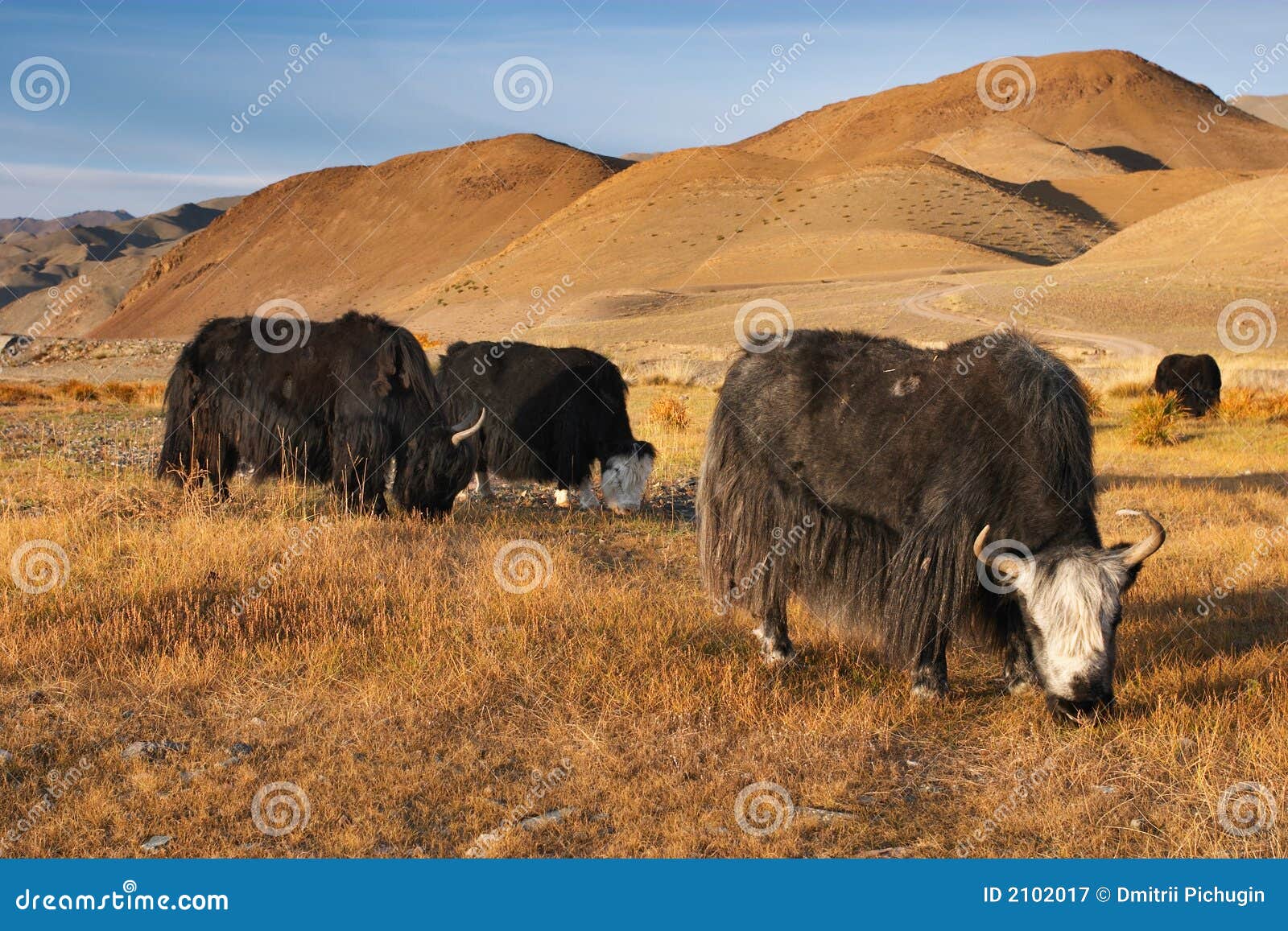 Yaks stock image. Image of asia, nature, mountains, shepherd - 2102017