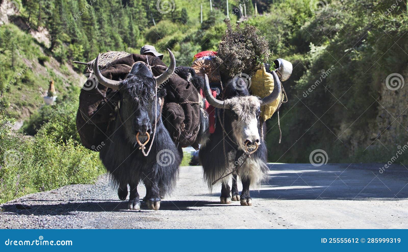 Yaks stock photo. Image of load, family, domestication - 25555612