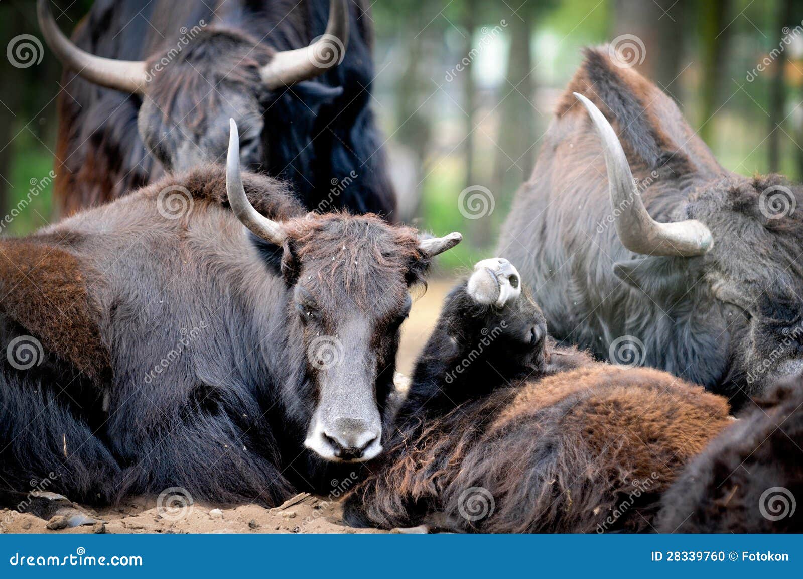 Yaks stock photo. Image of horn, horned, herd, young - 28339760