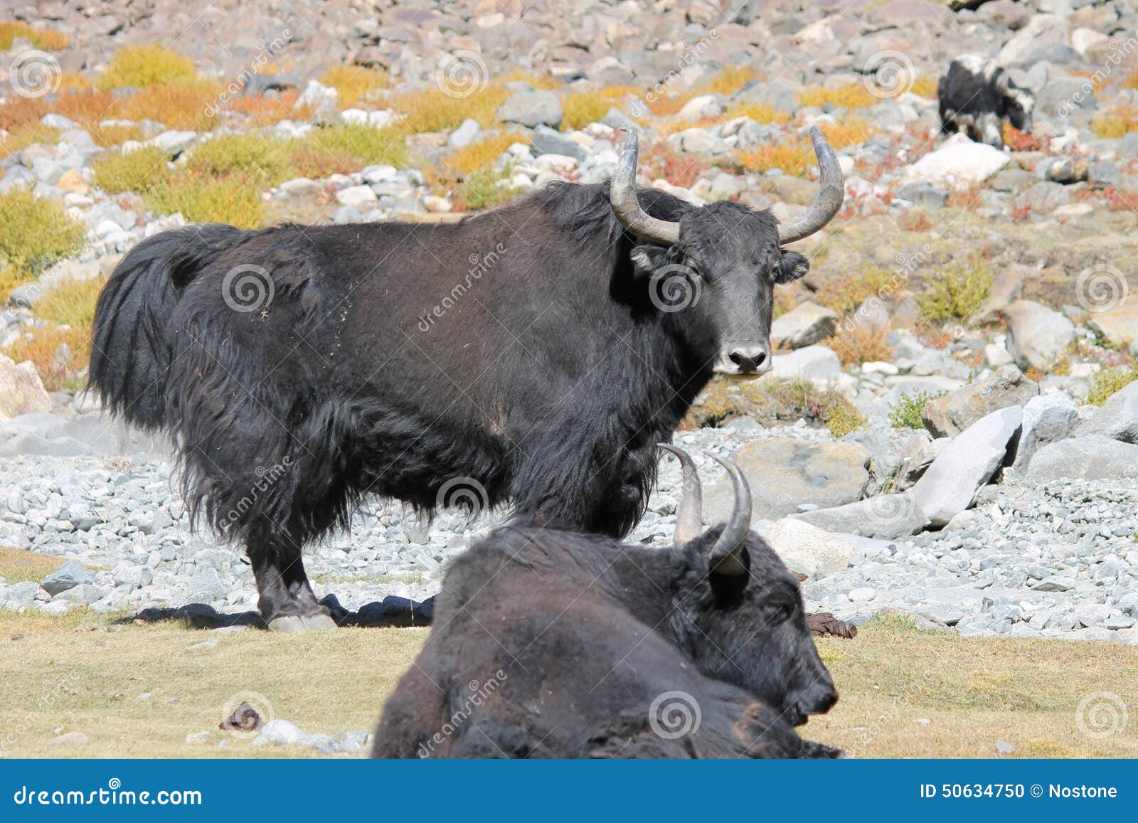 Yaks arkivfoto. Bild av strömförande, horn, däggdjur - 50634750
