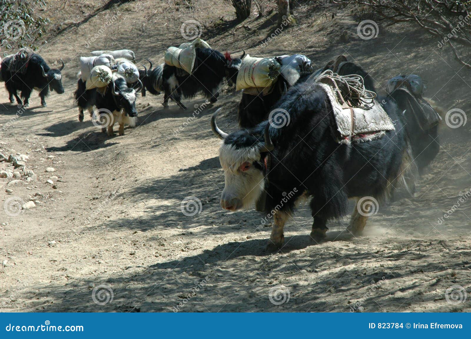 Yaks caravan stock photo. Image of strong, animal, carrier - 823784