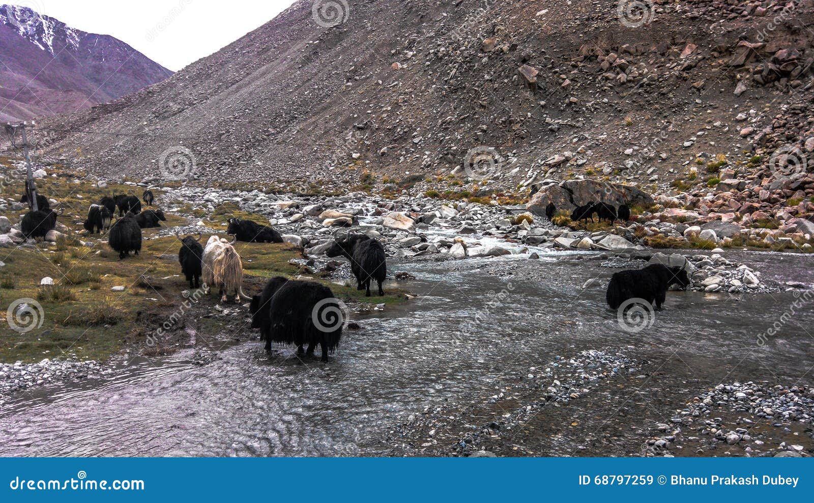 Yaks stock image. Image of clear, pure, massive, waters - 68797259