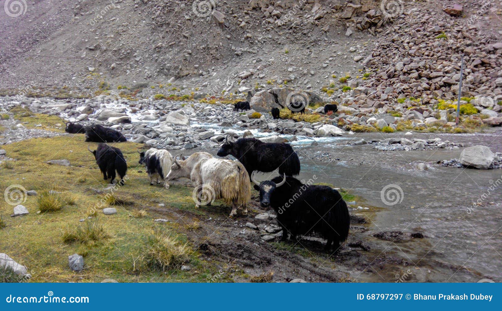 Yaks stock image. Image of pastures, pure, majestic, scenic - 68797297