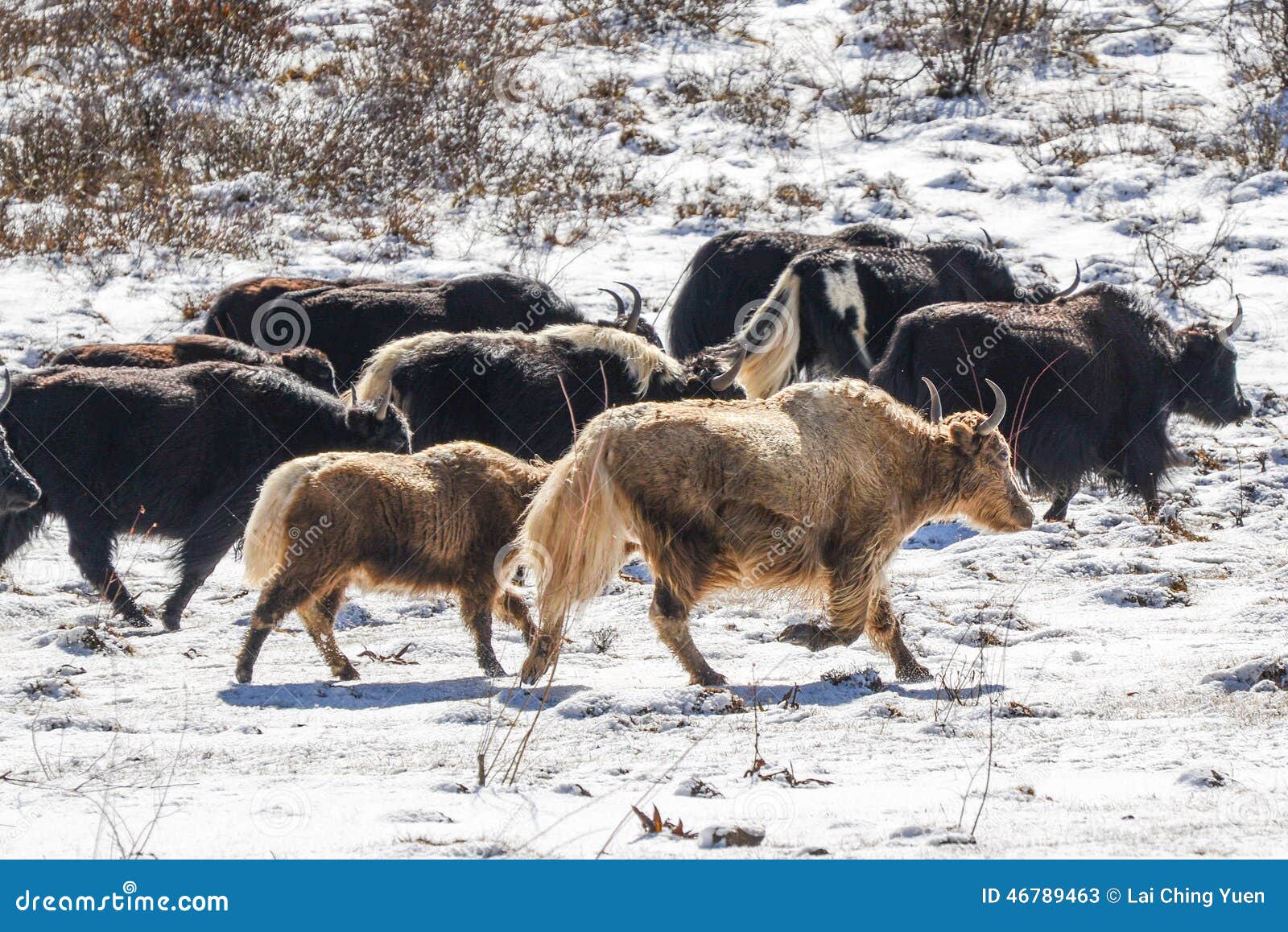 Yaks in High Altitude Snow Prairie Stock Image - Image of destinations ...