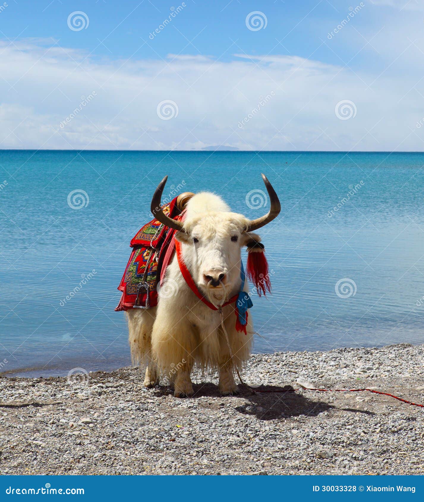 Yaks stock photo. Image of mountainous, outdoor, horns - 30033328
