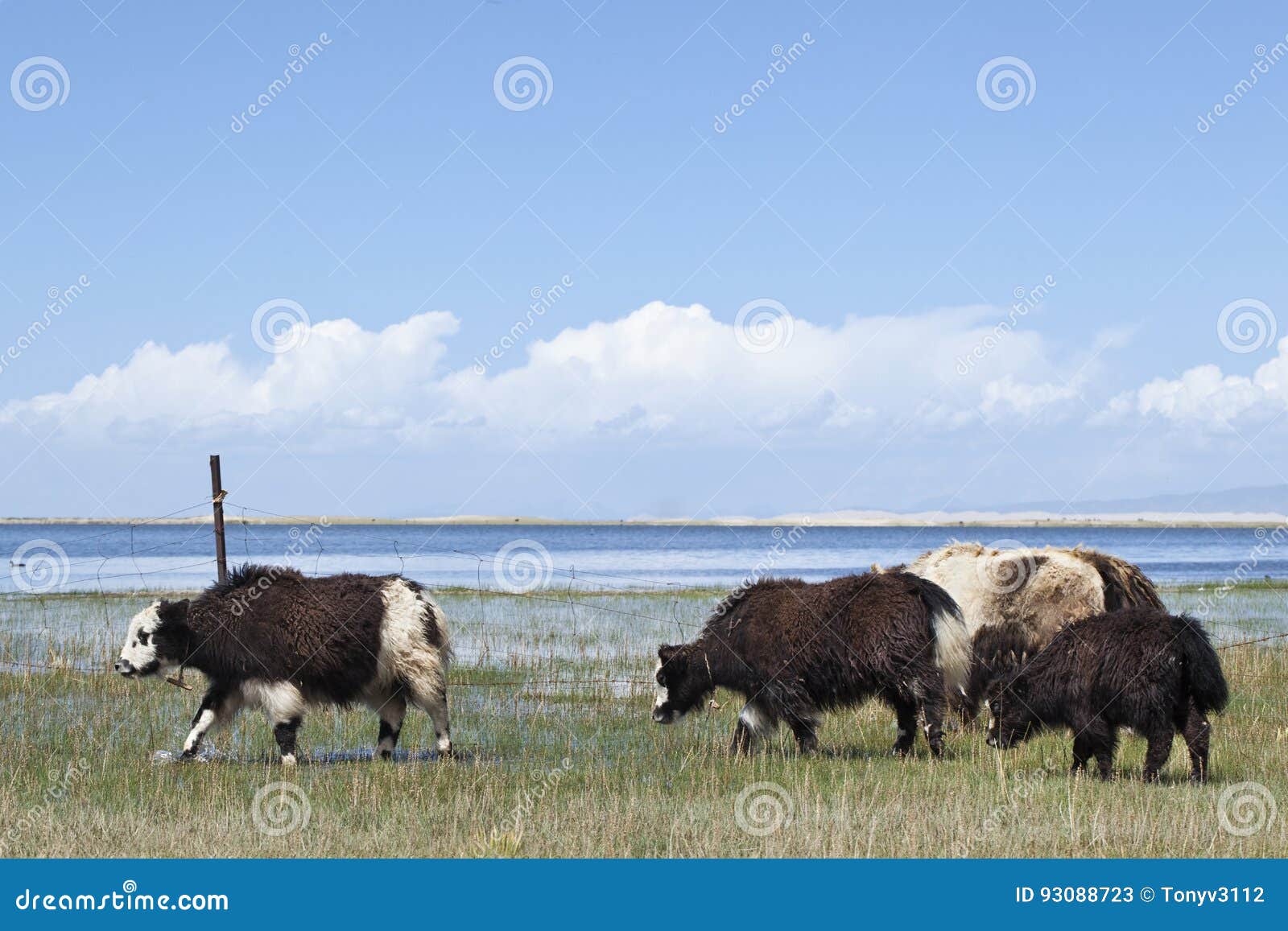 Yaks at the Shore of Qinghai Lake Stock Image - Image of environment ...