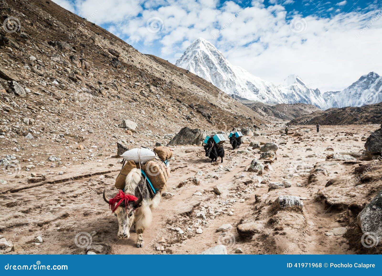 Yaks during Trek Everest Nepal Stock Photo - Image of high, peak: 41971968