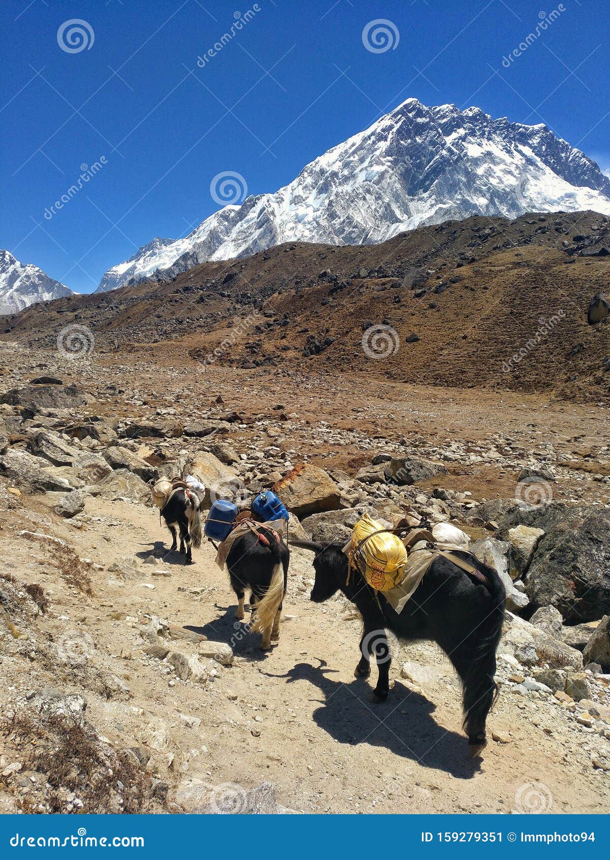 Yaks in Trek To the Everest Base Camp Stock Image - Image of rural ...
