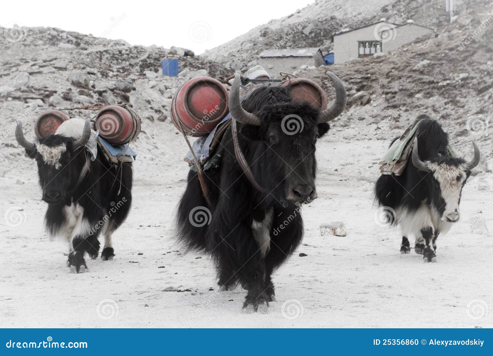 Yaks at work stock photo. Image of height, himalayas - 25356860
