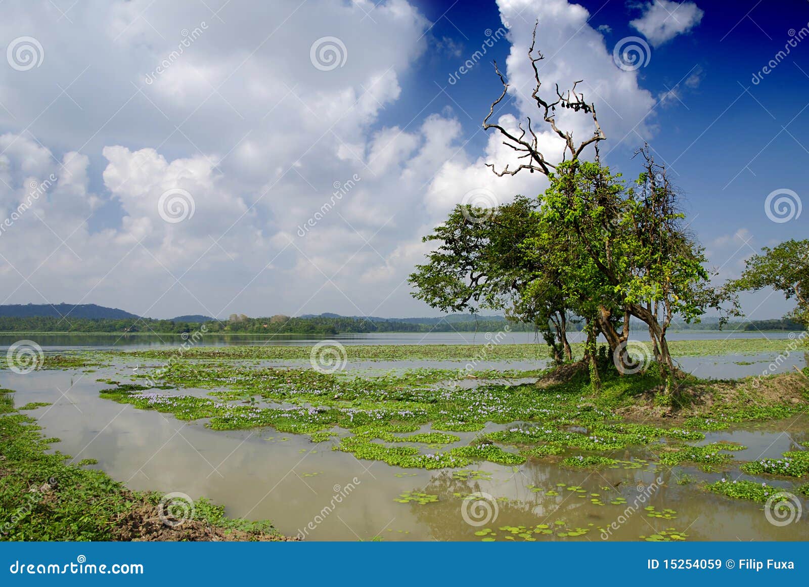 Yala stock image. Image of tree, bush, national, dirty - 15254059