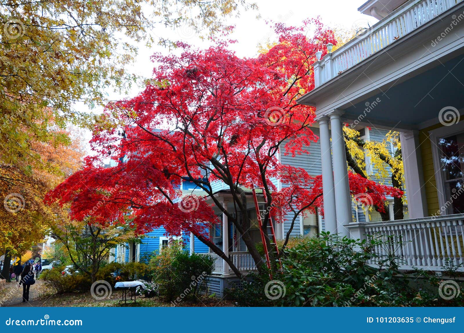 Yale Campus street in Fall editorial image. Image of fall - 101203635