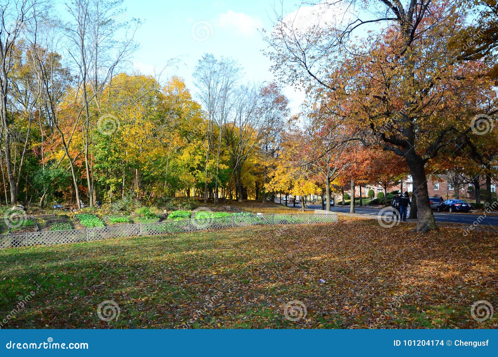 Yale Campus street in Fall editorial stock image. Image of class ...