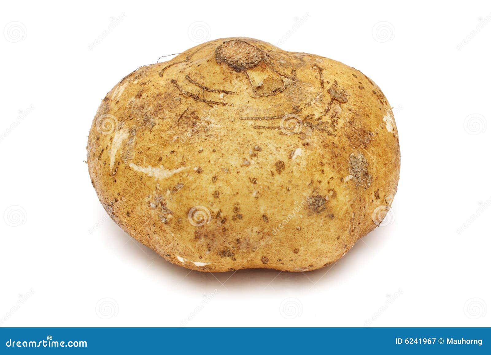 Yam Bean stock image. Image of bean, jicama, tropical - 6241967