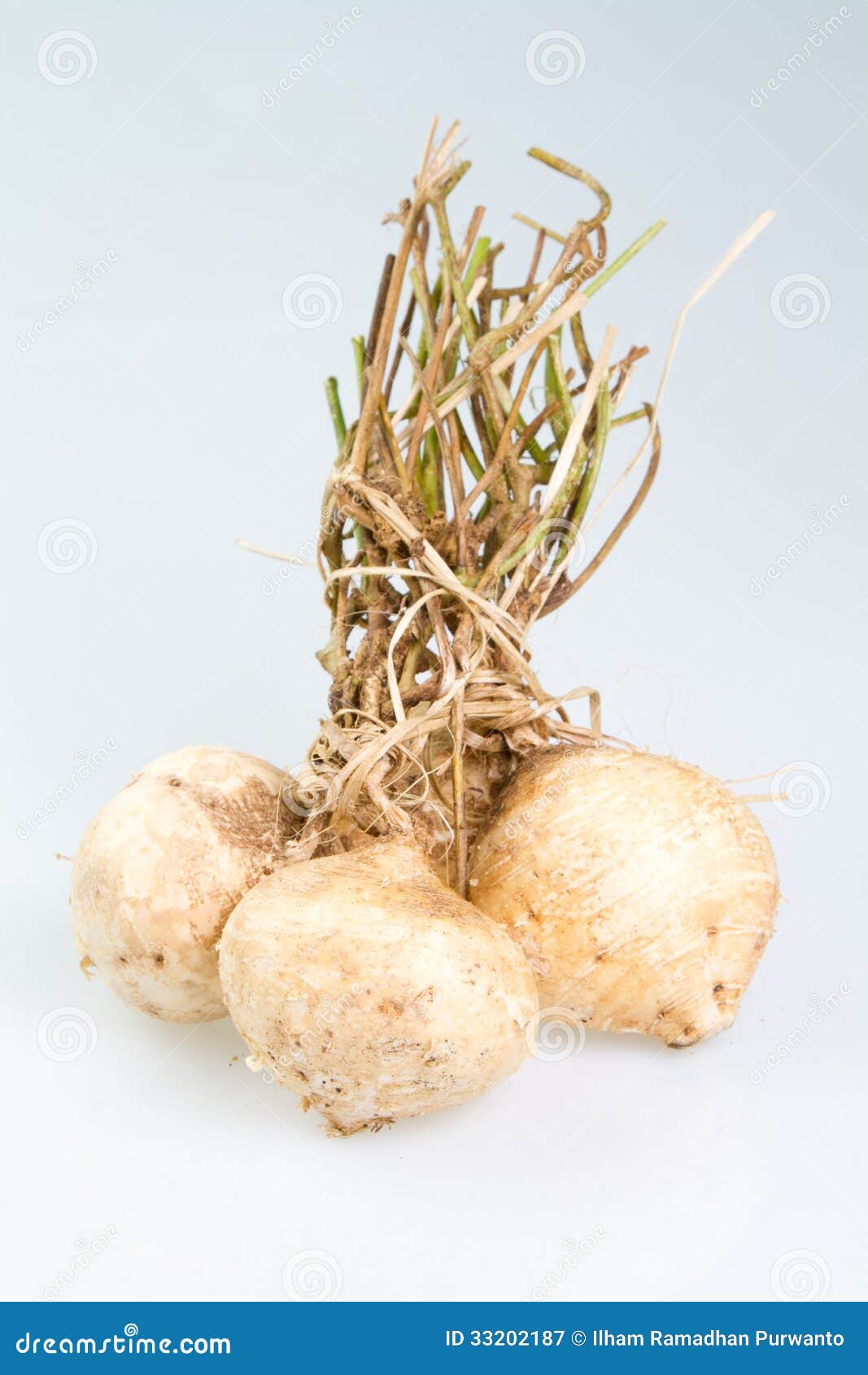 Yam bean stock image. Image of root, fresh, diet, cook - 33202187