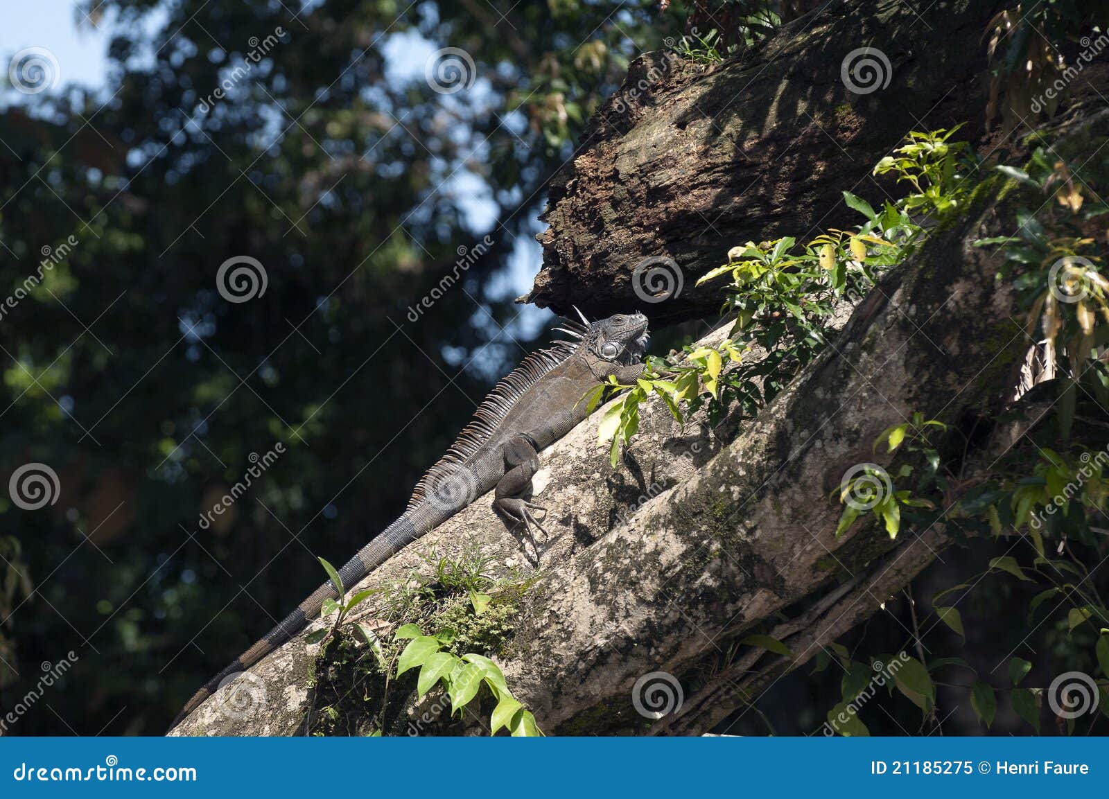Yam on a Branch. Costa Rica Stock Image - Image of slow, lizard: 21185275