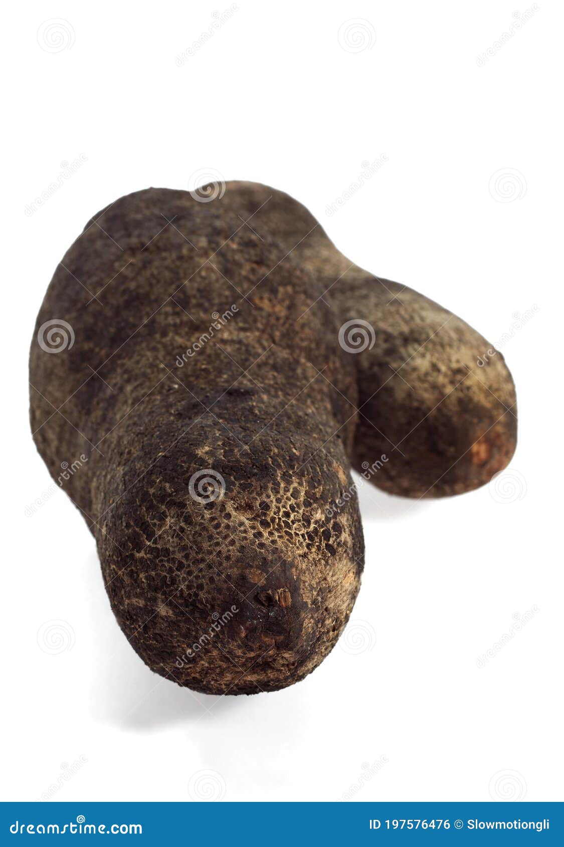 Yam Dioscorea Sp. Fondo Blanco Foto de archivo - Imagen de corte, tiro ...