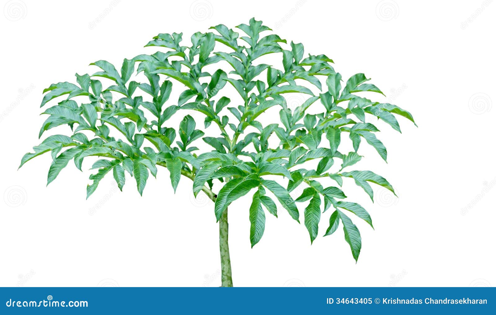 Yam Elephant Plant stock image. Image of stem, natural - 34643405