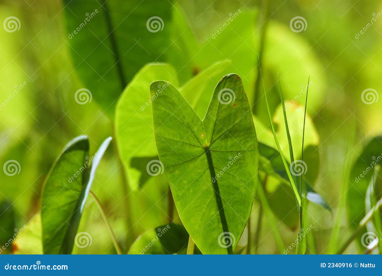 Yam fields stock photo. Image of trees, plants, green - 2340916