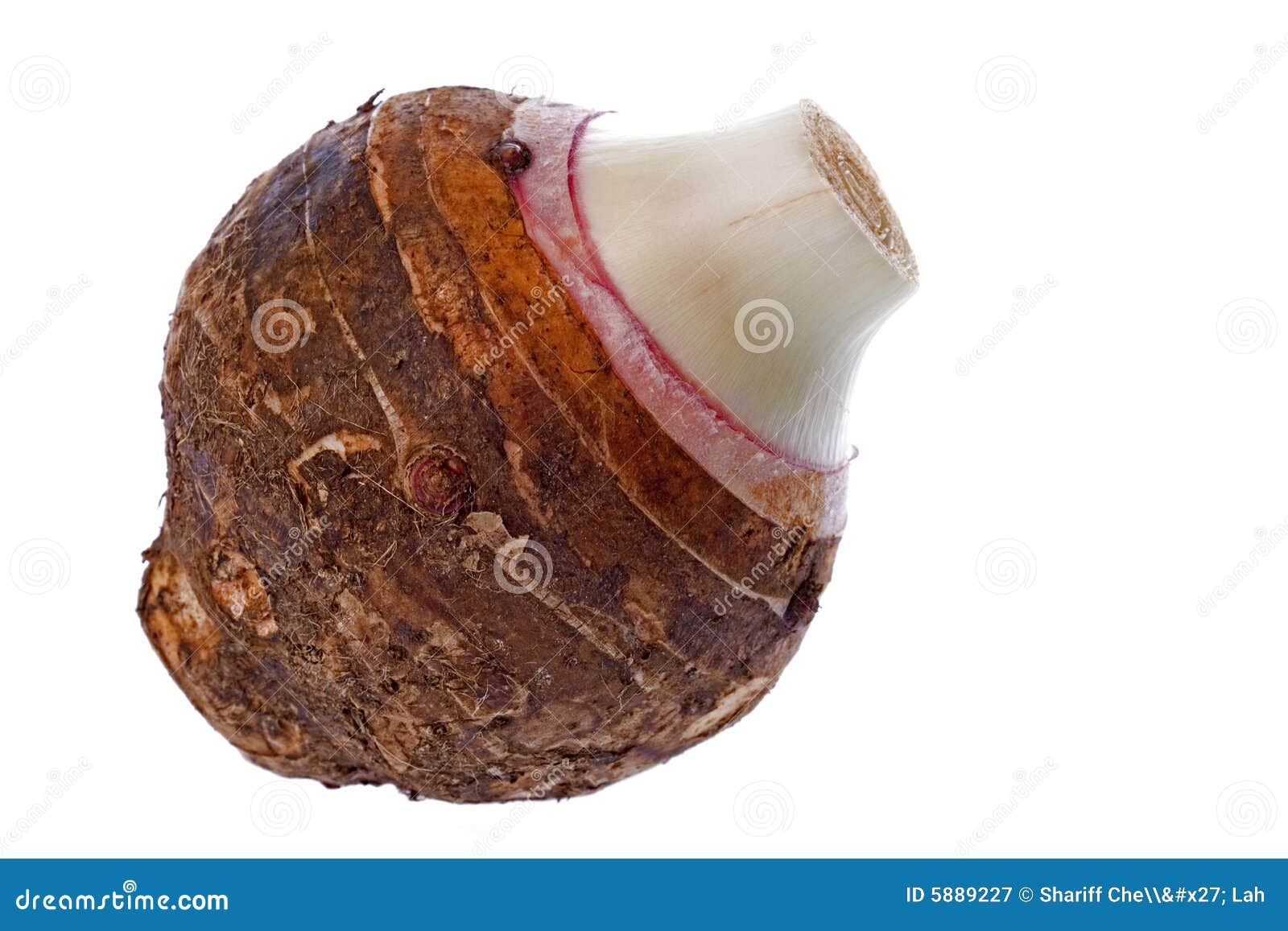 Yam Isolated stock image. Image of vegetables, agriculture - 5889227