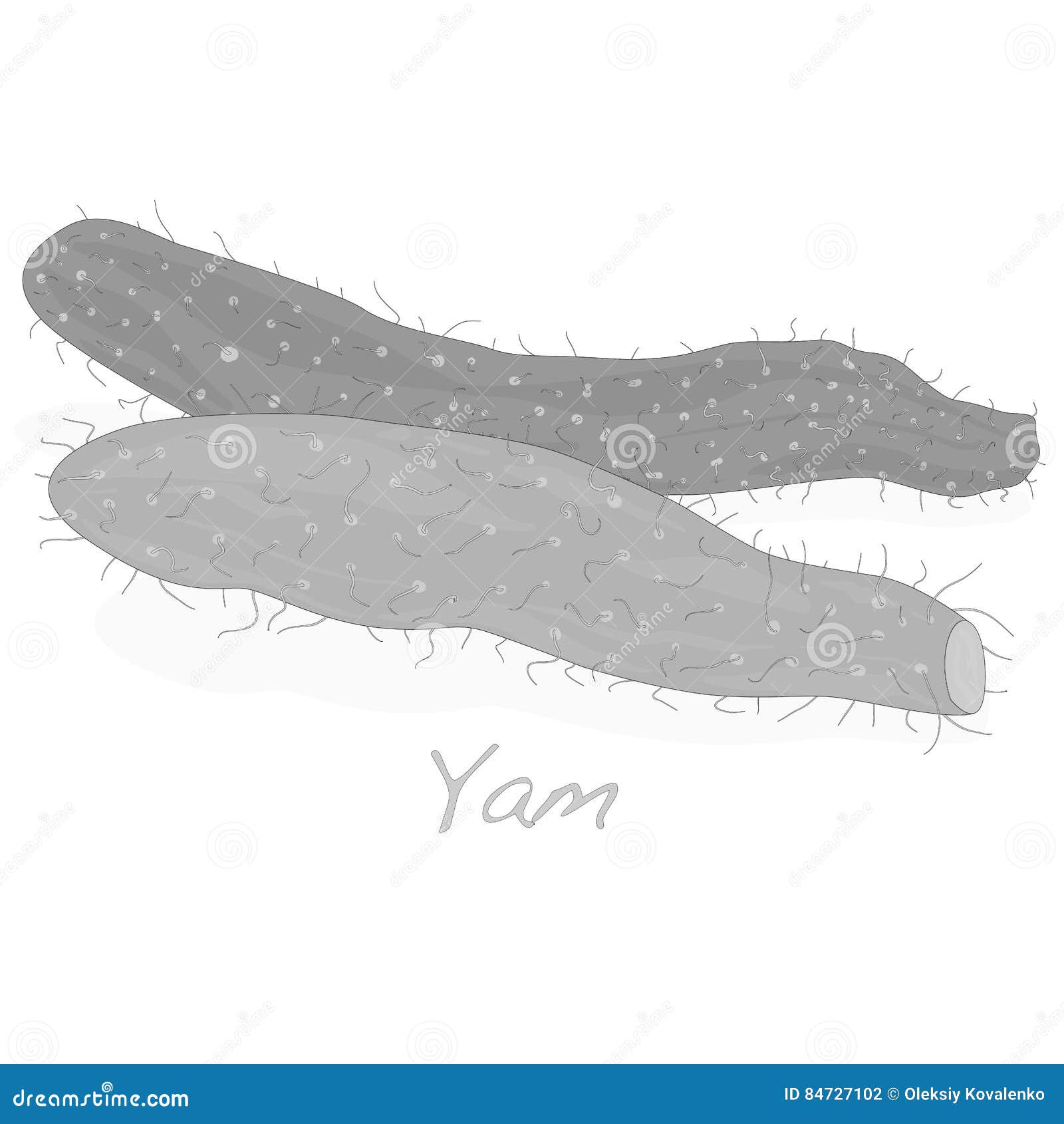 Yam Isolated On White Background Royalty-Free Stock Image ...