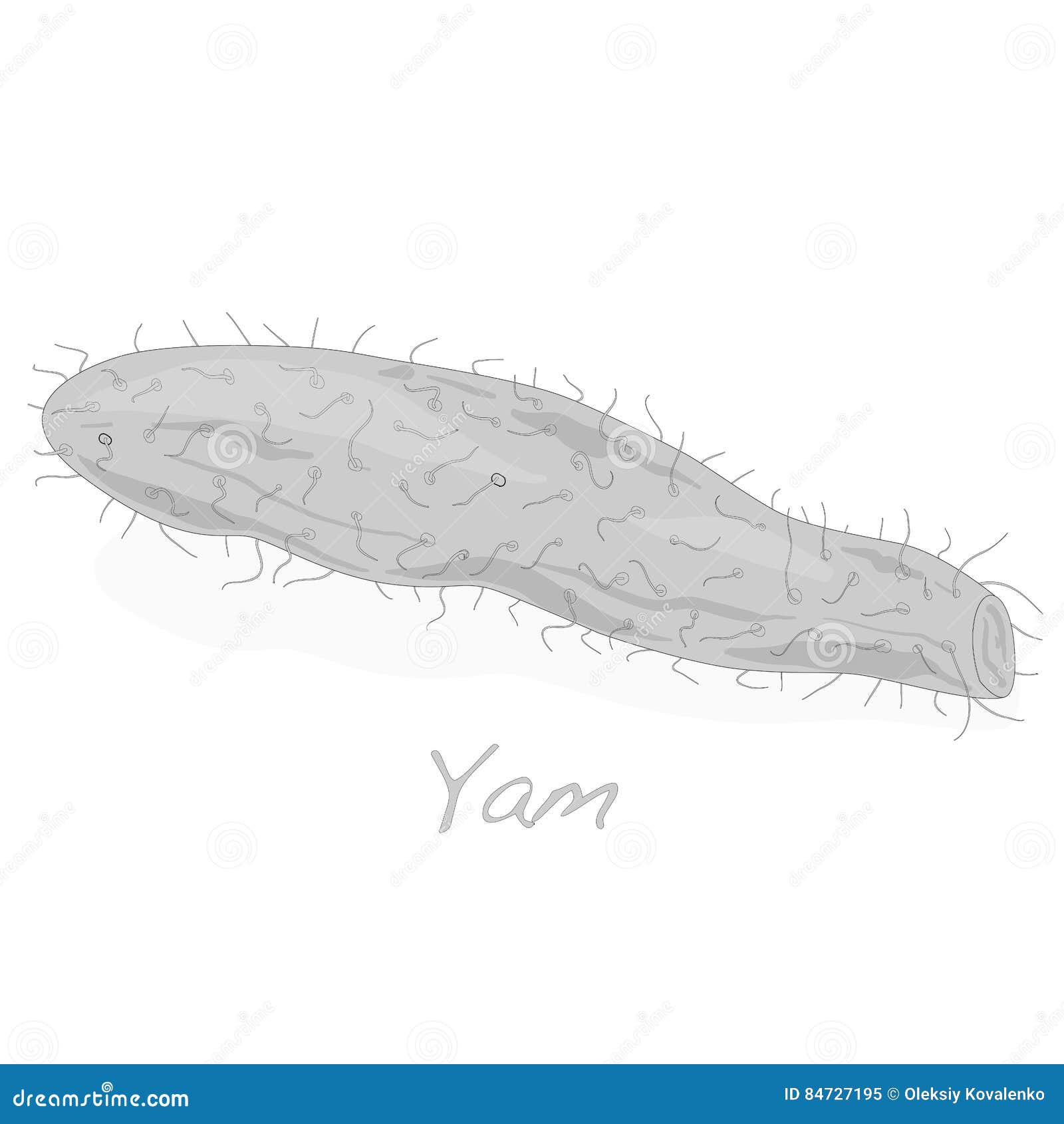 Yam Isolated On White Background Cartoon Vector | CartoonDealer.com ...