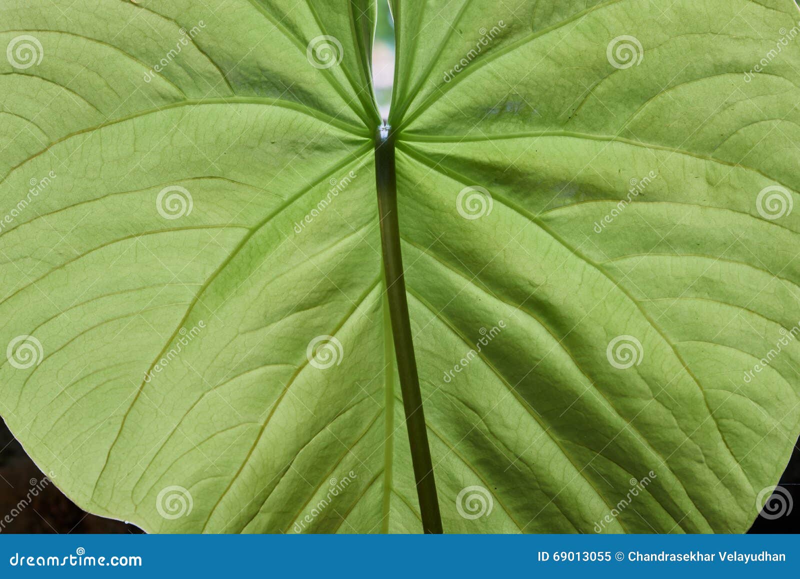 Yam Leaf in a Beautiful Shade of Green Backlit Stock Image - Image of ...