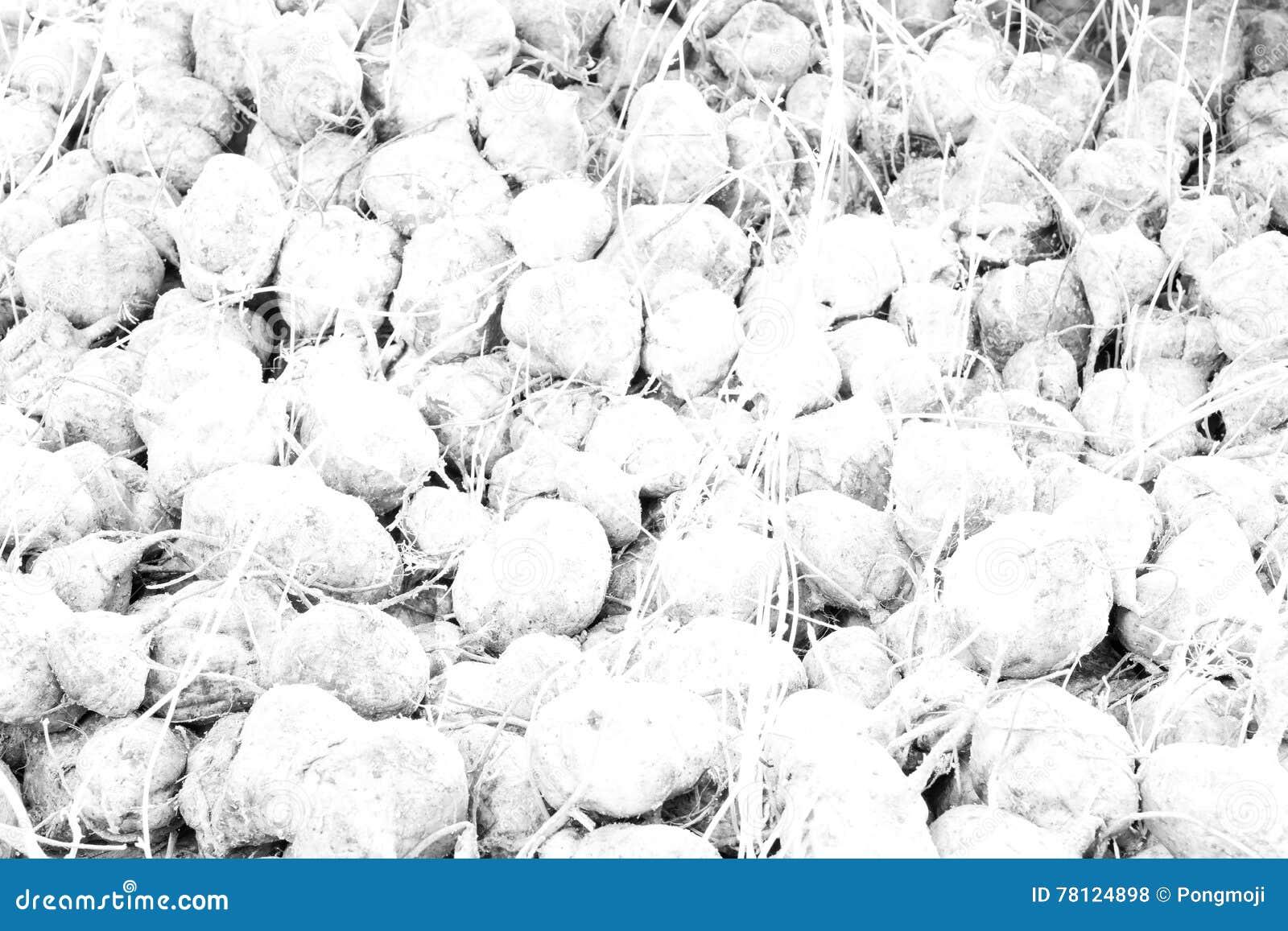 Yam Texture Surface with World Map Stock Photo - Image of vintage ...