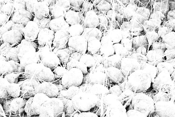 Yam Texture Surface with World Map Stock Photo - Image of vintage ...