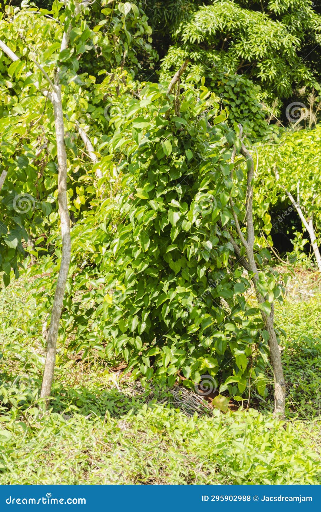 Yam Vine on Stick stock photo. Image of foods, sticks - 295902988