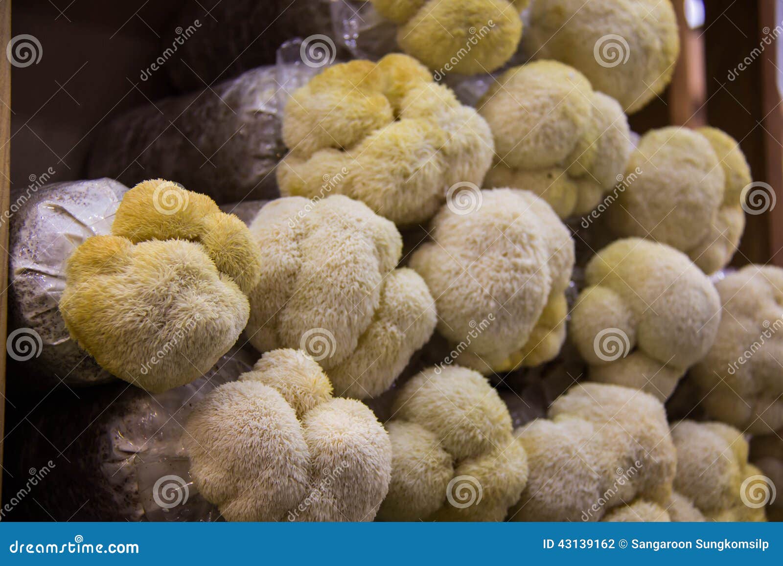 Yamabushitake, Monkey Head Mushroom Stock Photo - Image of jute ...