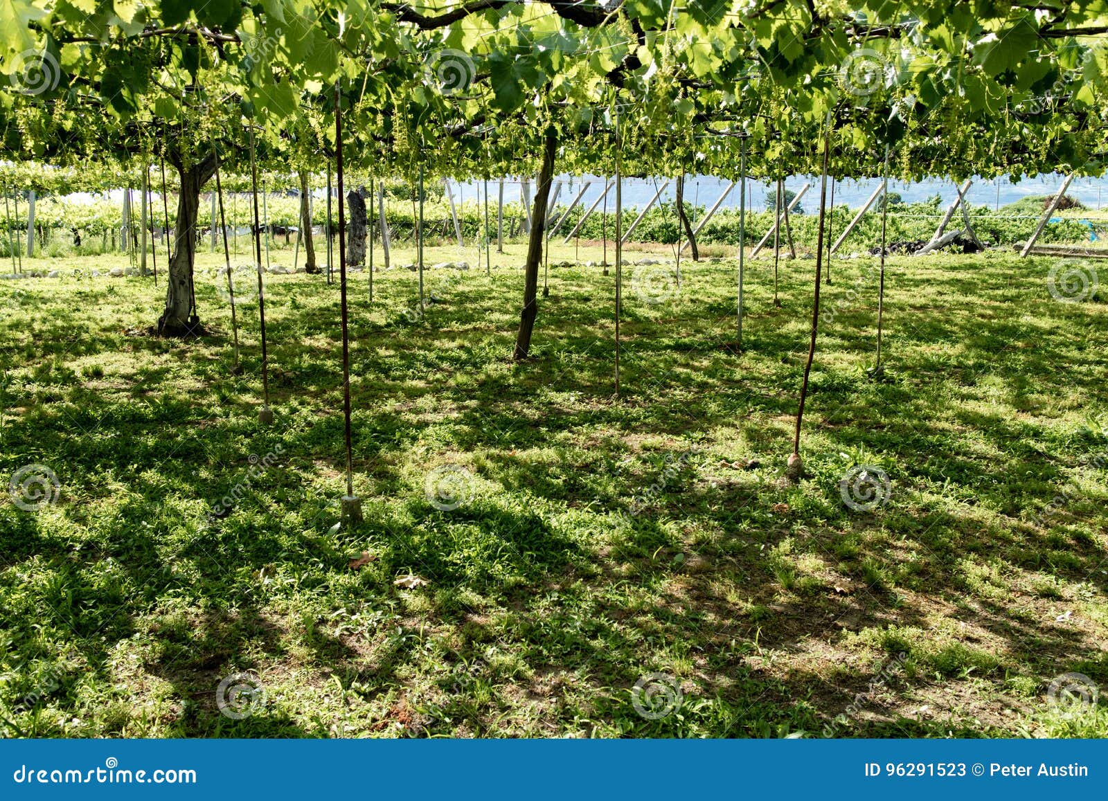 Yamanashi Grape Farm stock image. Image of fertility - 96291523