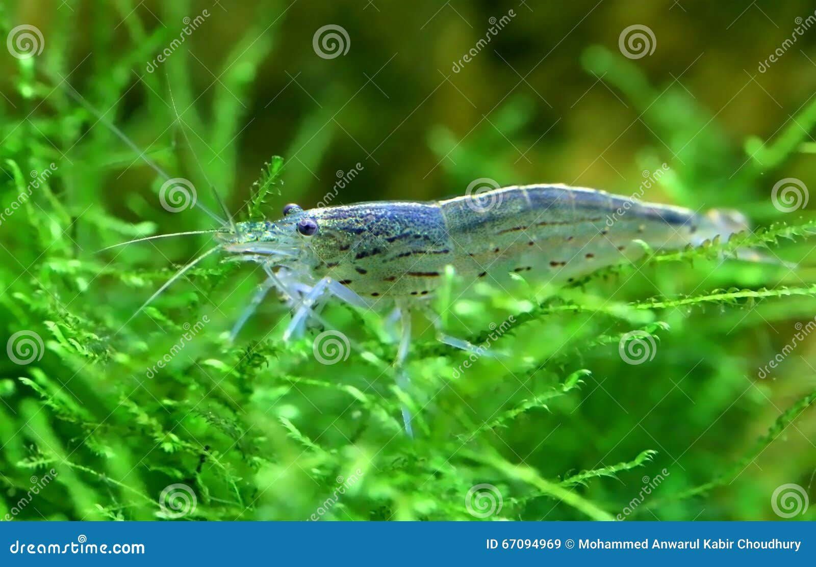 Yamato shrimp on java moss stock image. Image of tank - 67094969