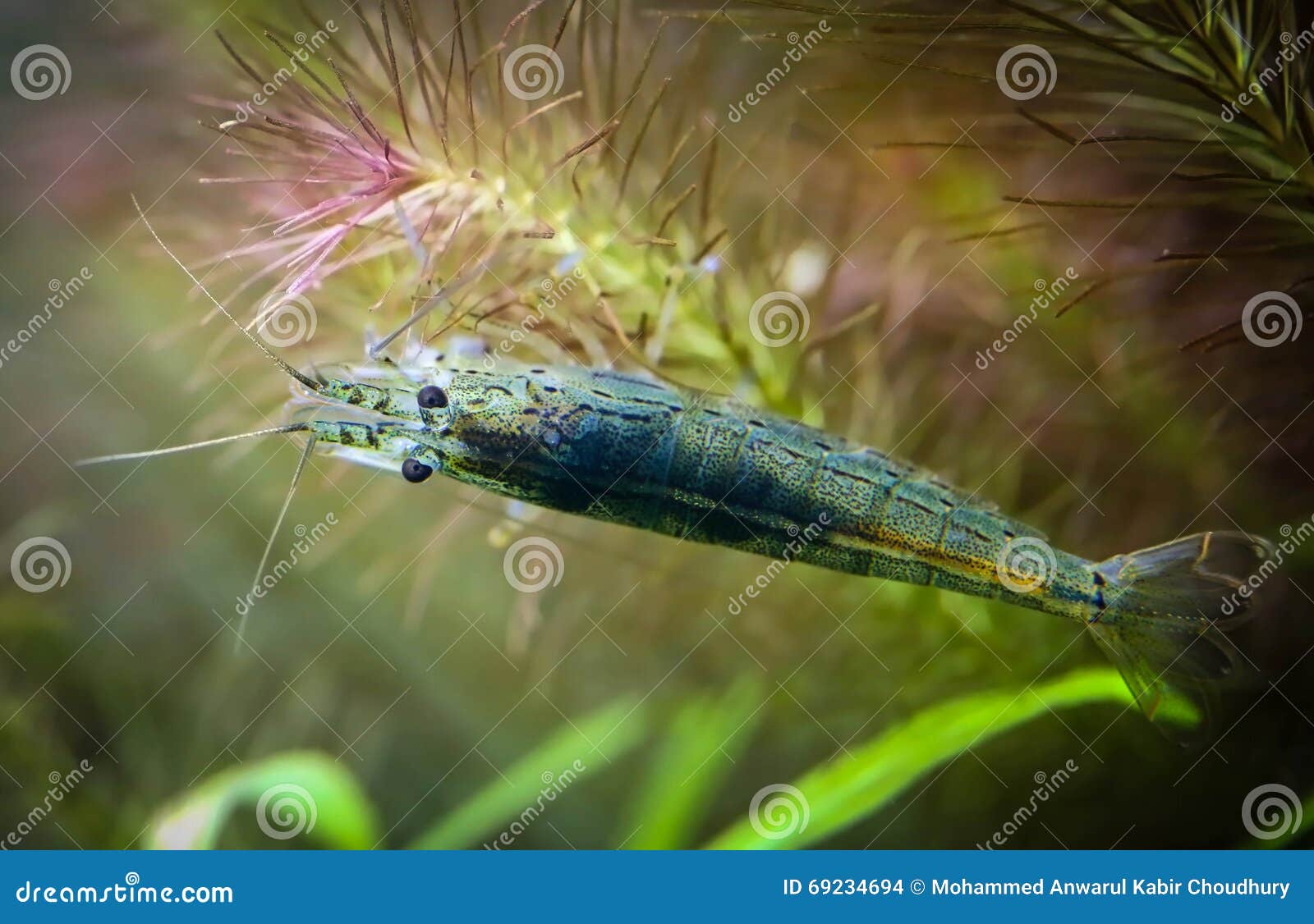 Yamato Shrimp On Java Moss Stock Photography | CartoonDealer.com #240732992