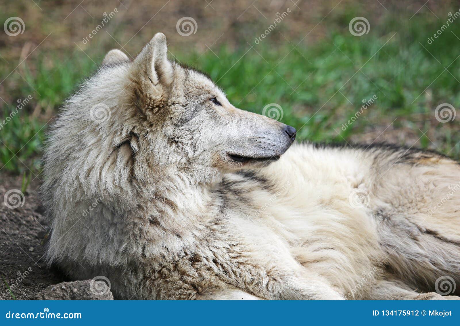 Cute Wolfdog stock photo. Image of wolf, travel, famous - 134175912