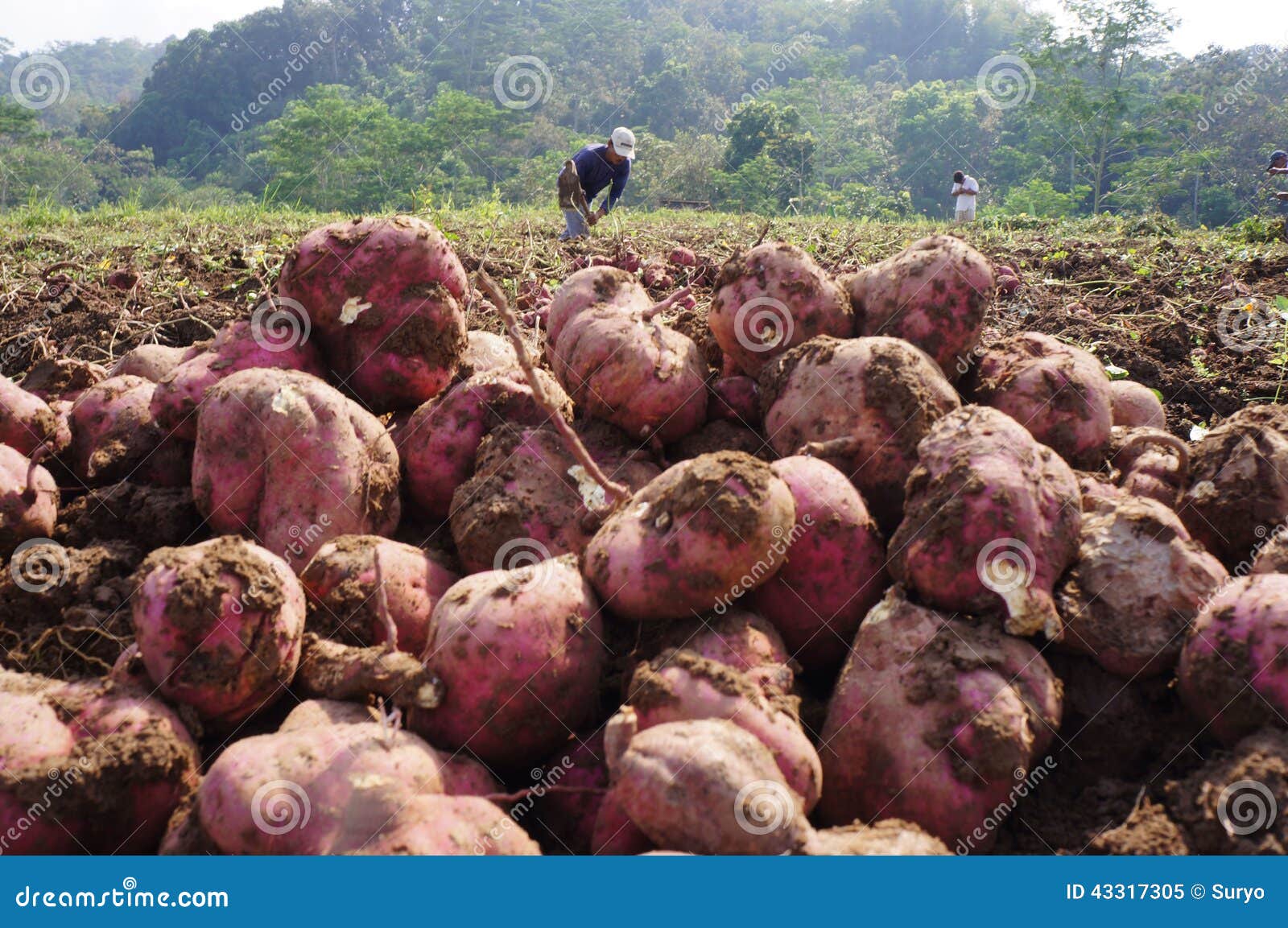 Yams editorial image. Image of farmers, food, solo, yams - 43317305
