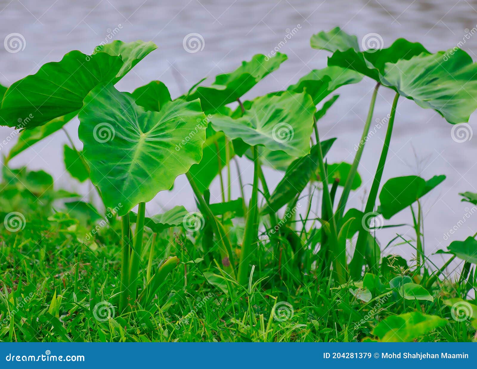 Objects and nature stock image. Image of industrial - 204281379