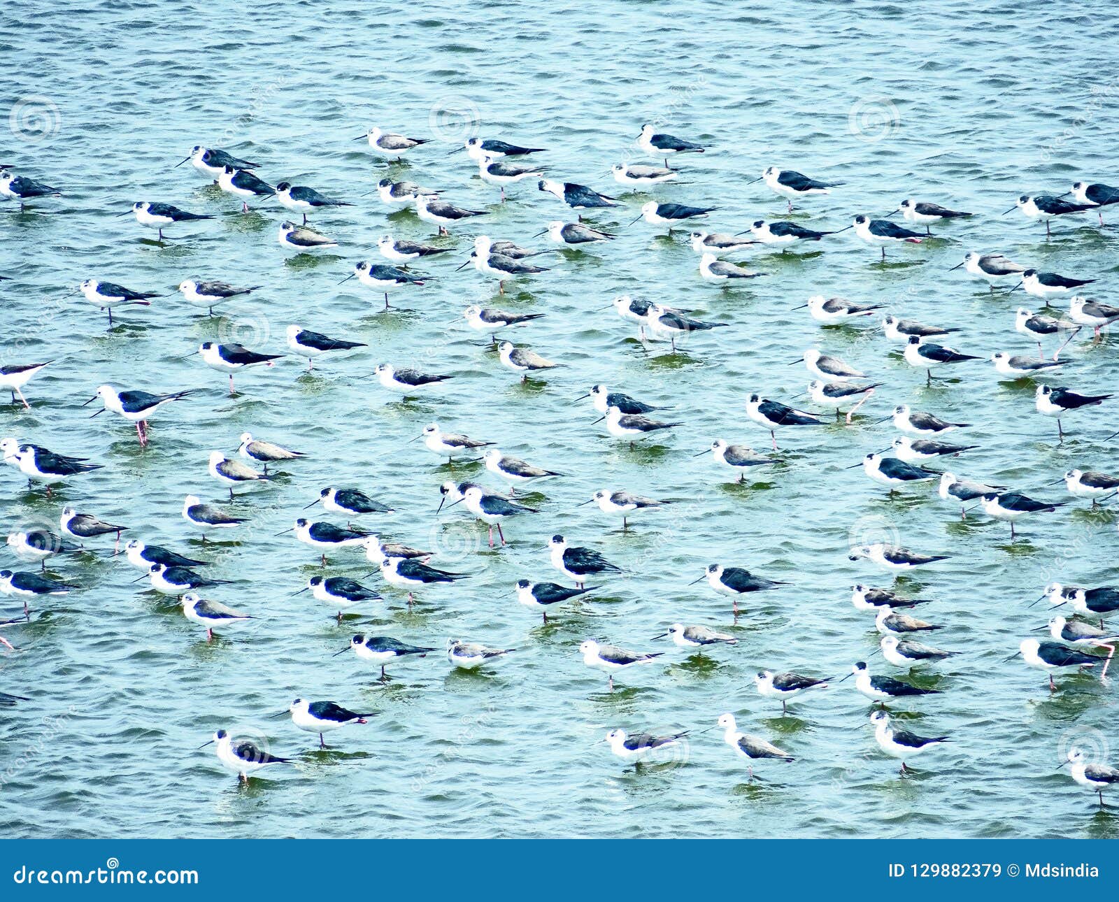 Yamuna river in Agra stock image. Image of scenic, waves - 129882379